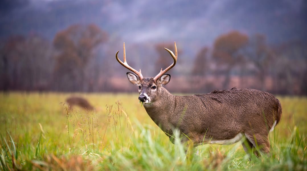 A Beginner's Guide to Buying Hunting Land - LANDTHINK