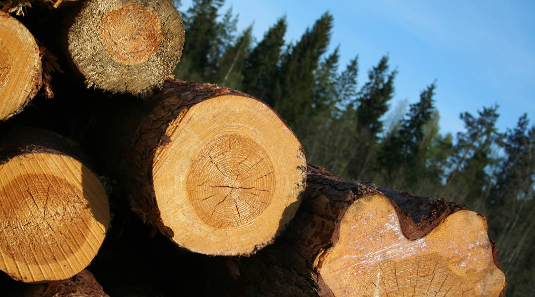 Be Brave and Face Facts: A Checklist for Investing in Timberland ...