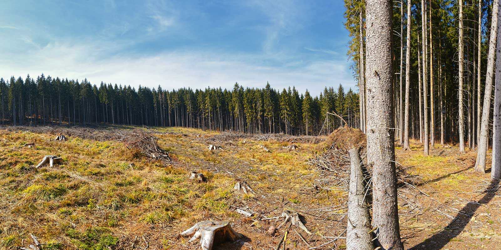 Clear-Cut Land: Nature's Food Plot and Good Investment Land - LANDTHINK