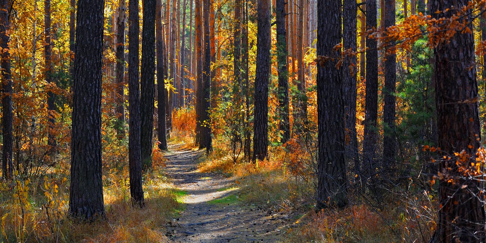 Consider Timber Quality and Value When Buying Recreational Land - LANDTHINK Consider Timber Quality and Value When Buying Recreational Land - LANDTHINK