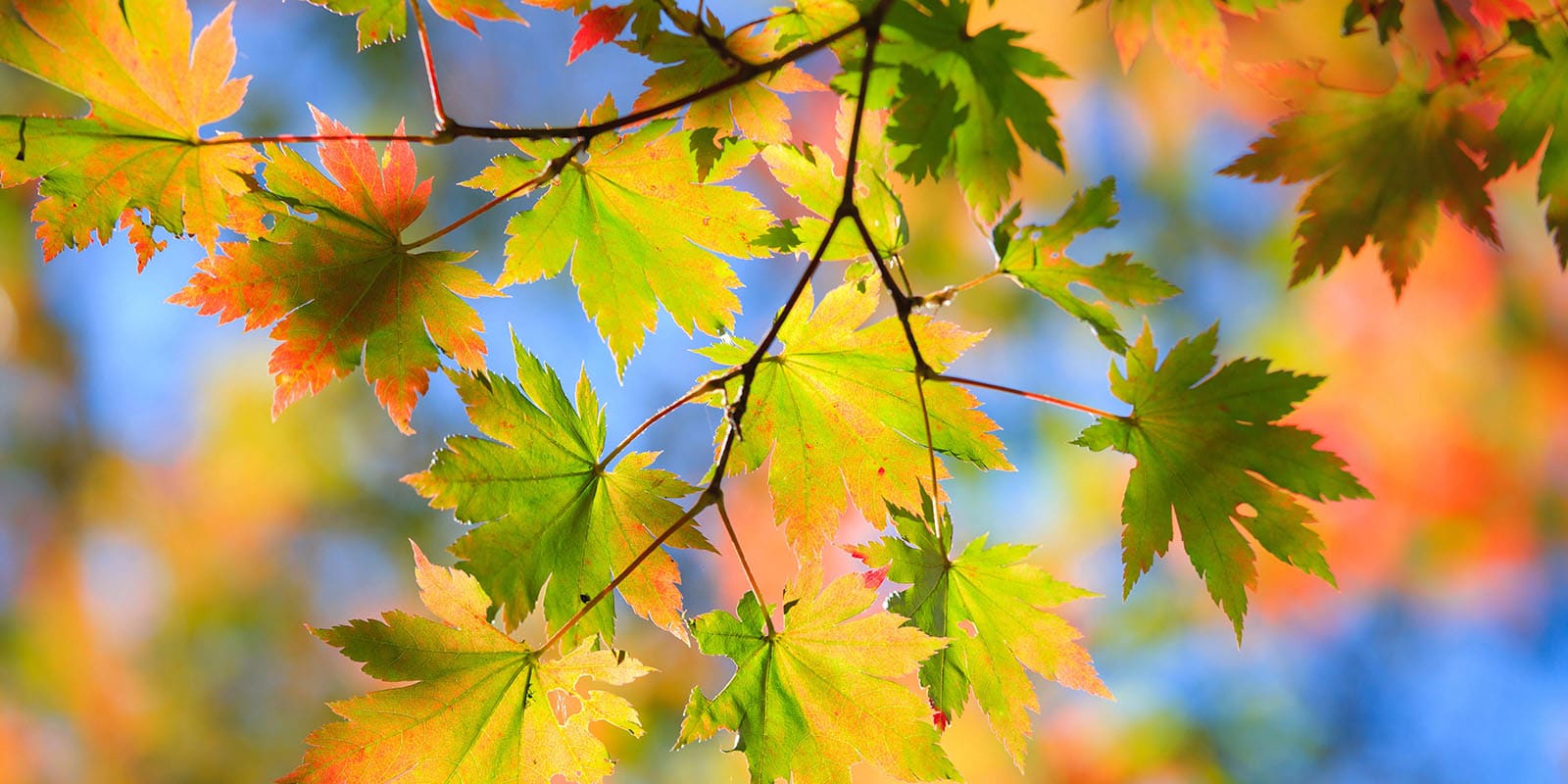 Fall is a Great Time to Add Trees to the Landscape - LANDTHINK