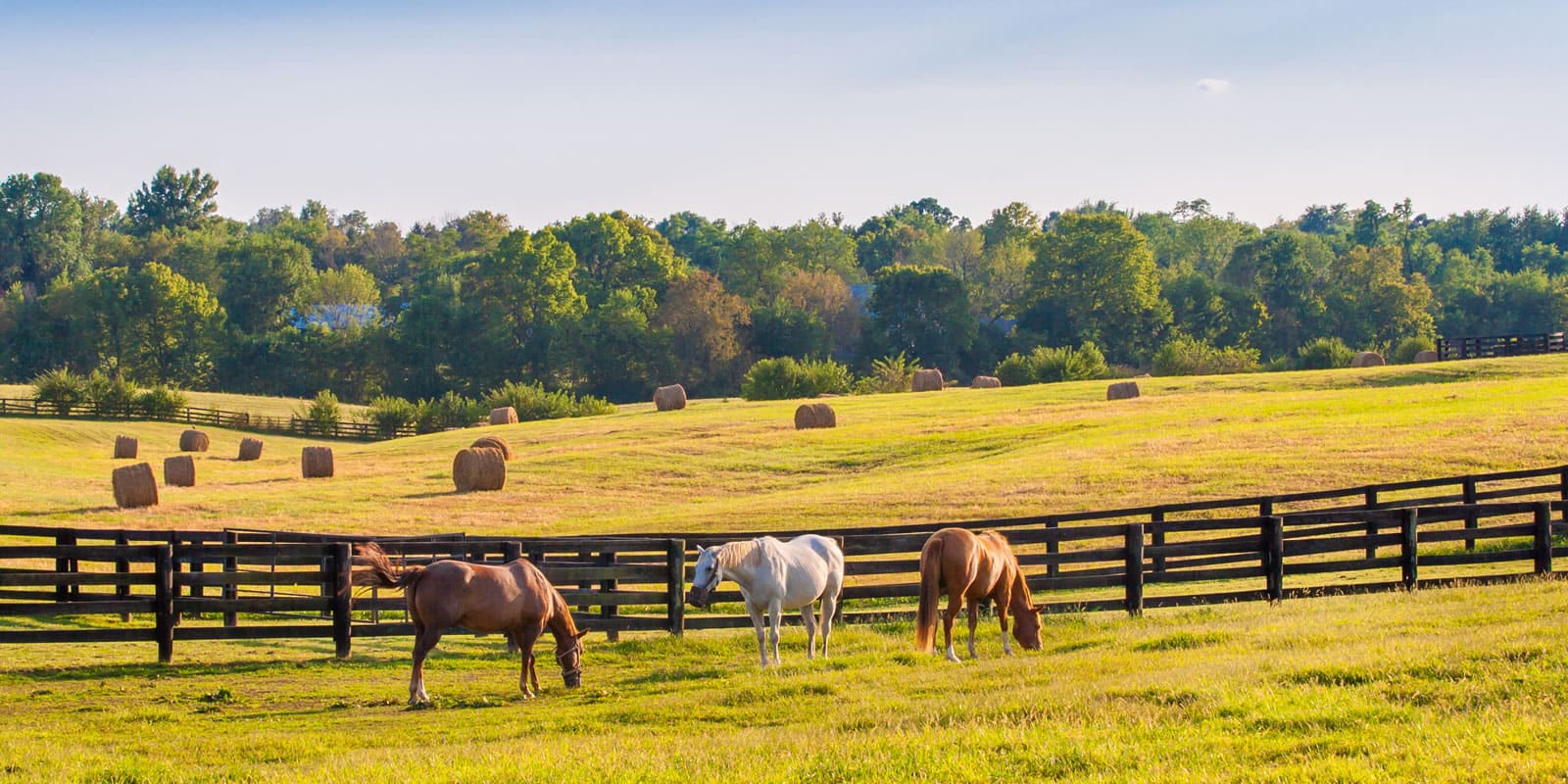 Find the Right Fencing for your Ranch - LANDTHINK