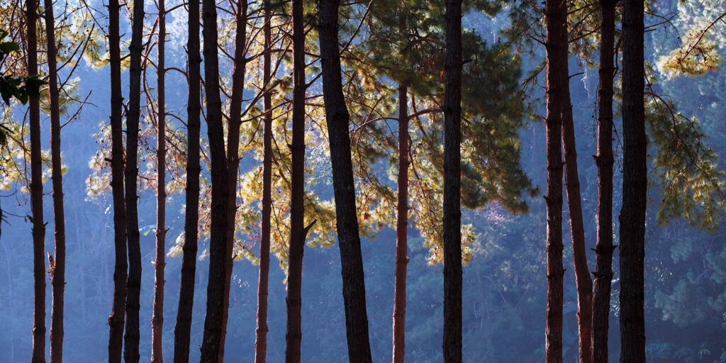 Finding a Pulpwood Paradise in the U.S. South - LANDTHINK