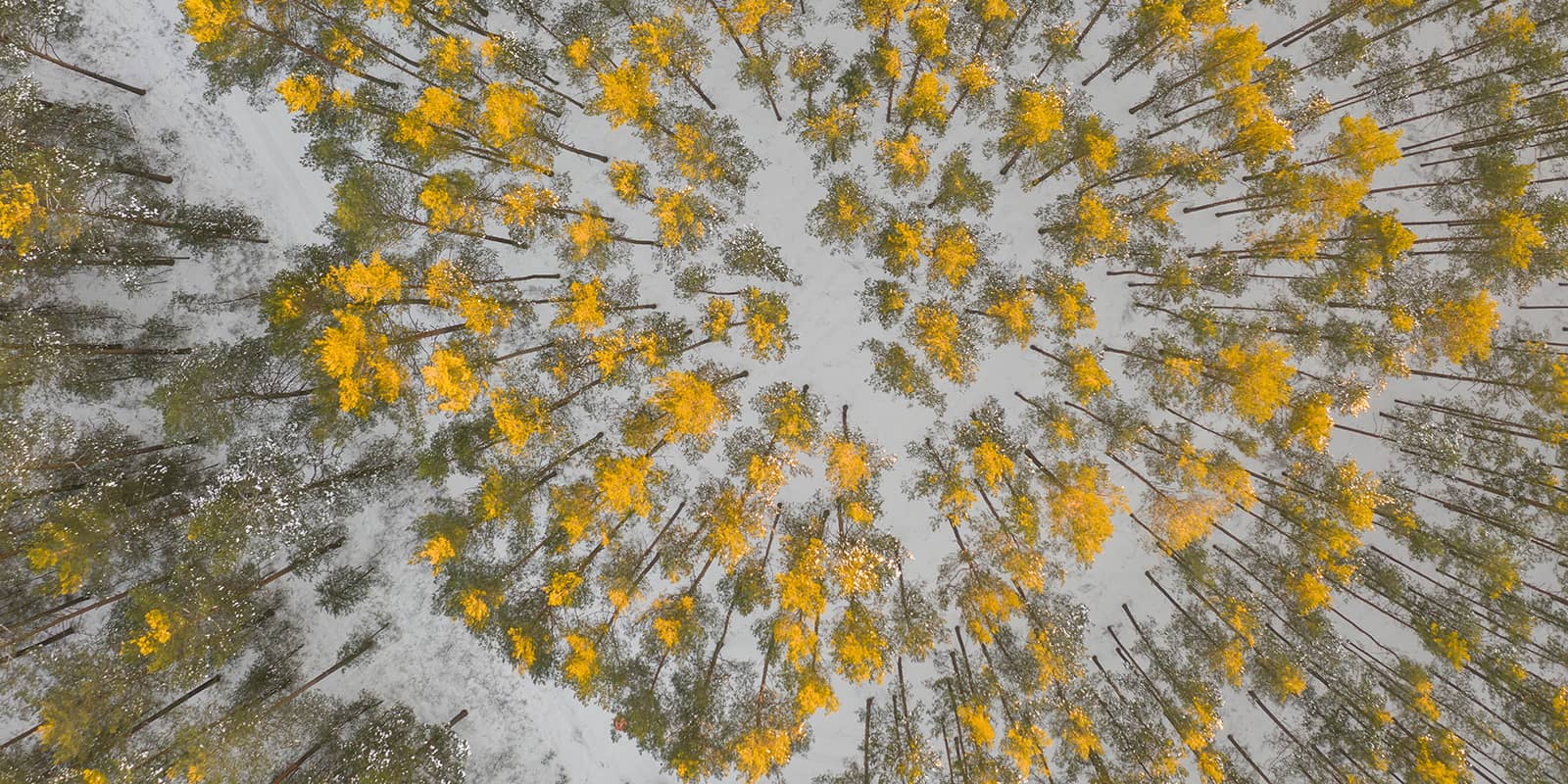 Five Recommended Books on Forest Finance and Owning Timberland - LANDTHINK