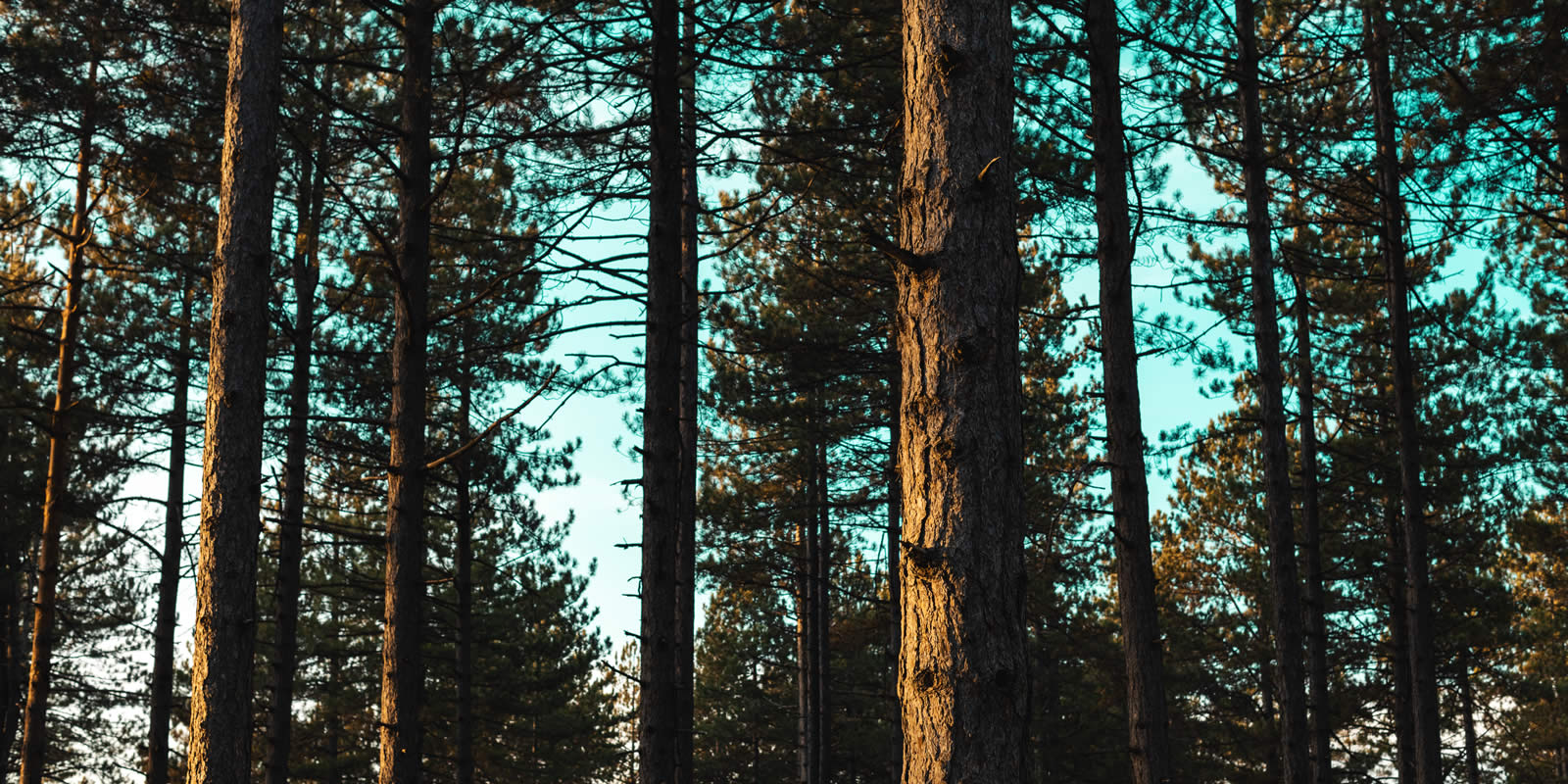 Are We Forecasting Timber Prices or Explaining the Past? - LANDTHINK