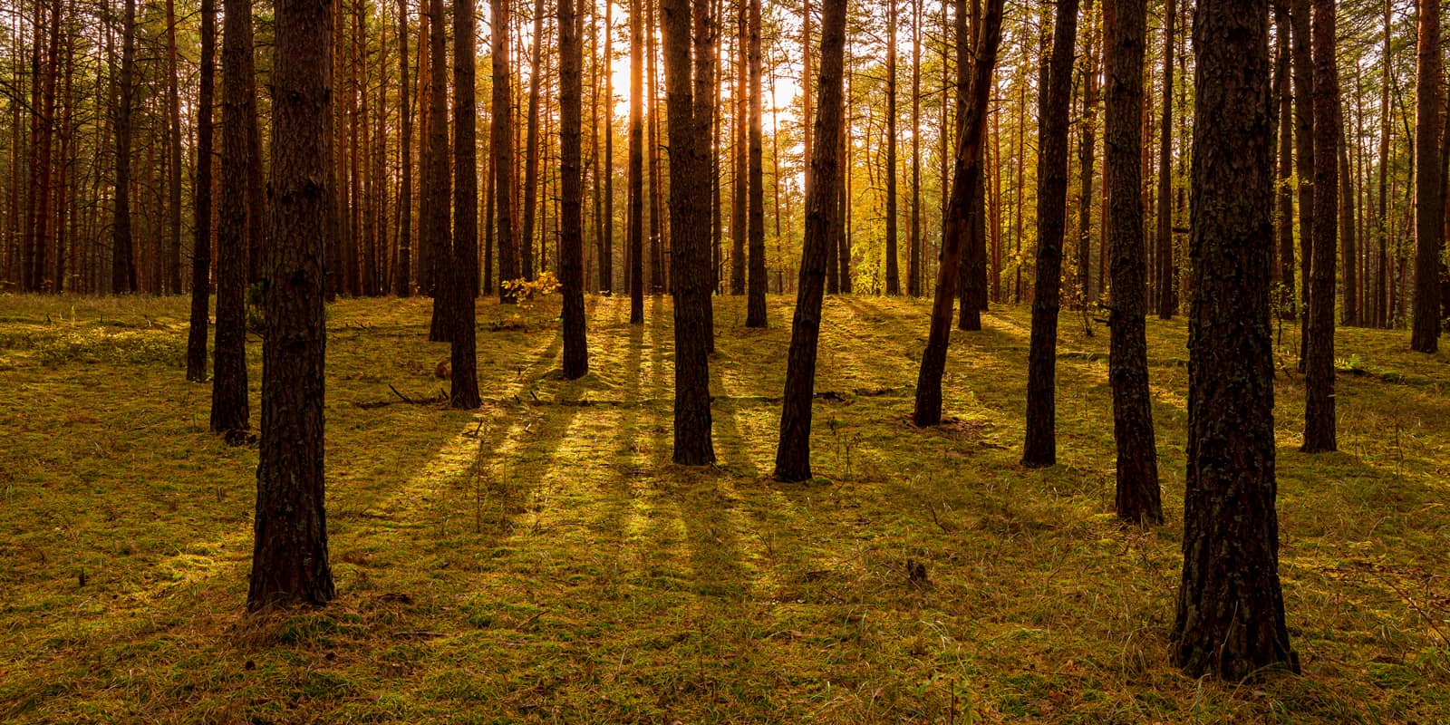 Forest Carbon as a Forest Product for Timberland Investment Decisions ...