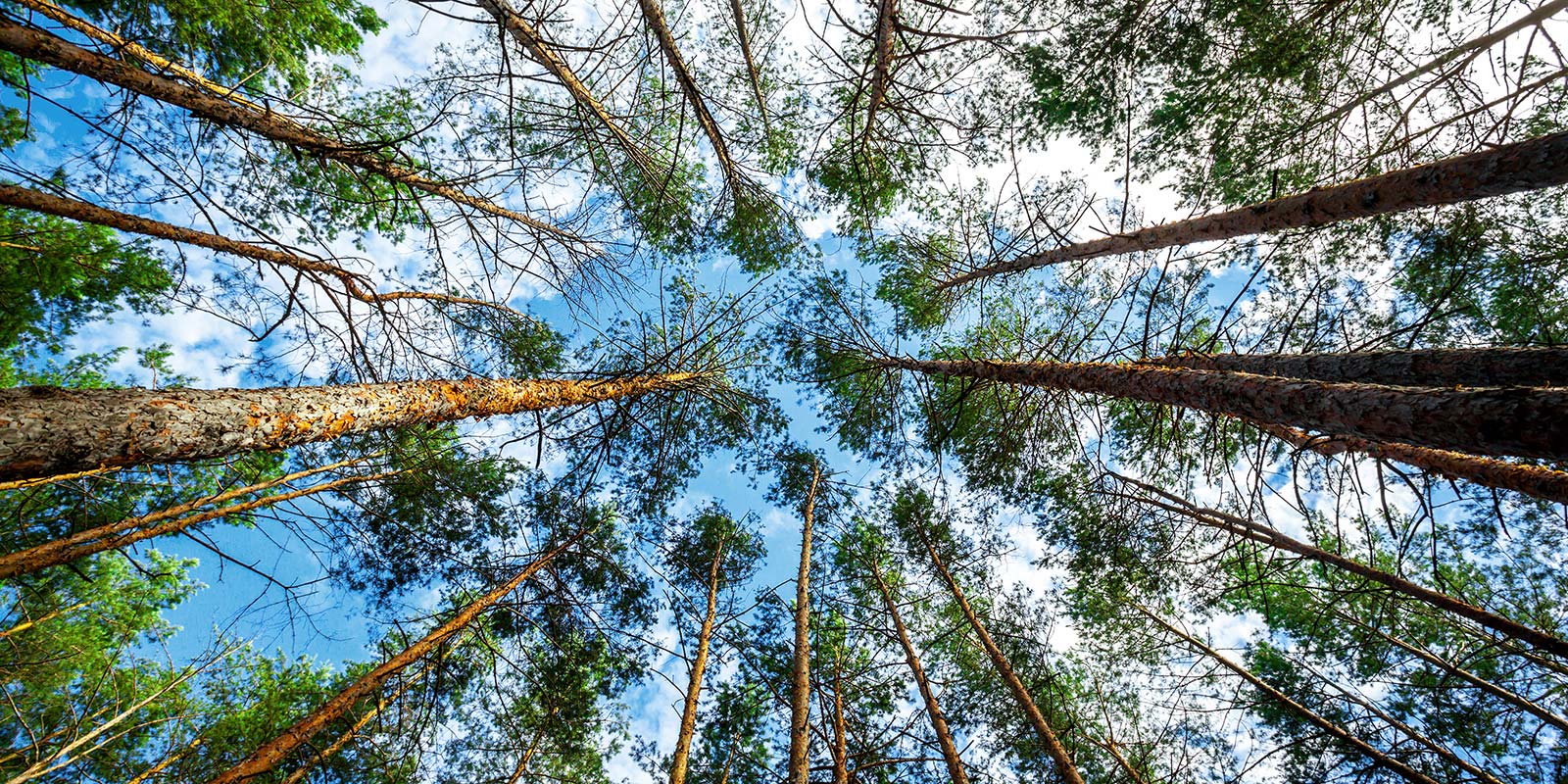 Forest Finance Simplified: Three Steps and an Example - LANDTHINK