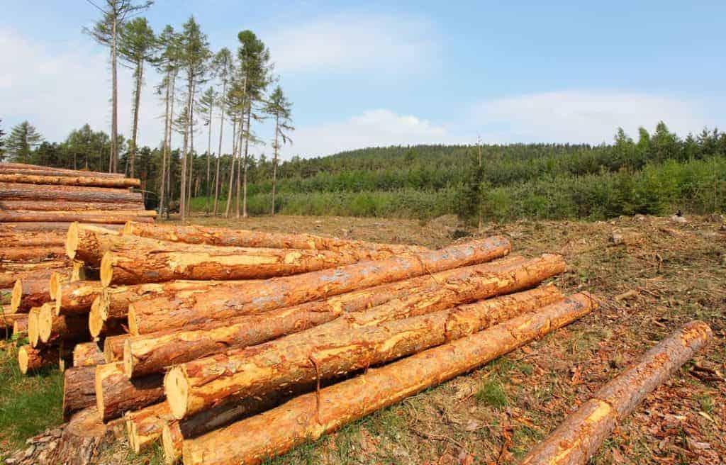 Forest Industry Capital Investment Implications for U.S. Timberland ...