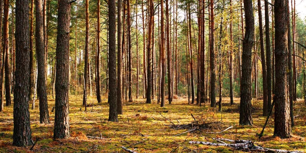 Forest Management Trends in the U.S. South: Trees Per Acre and Other ...