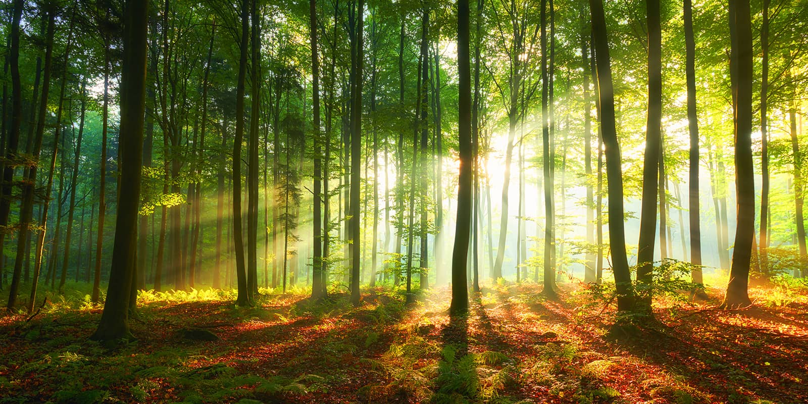 What Drives Forest Productivity and Impacts Forestland Returns? - LANDTHINK