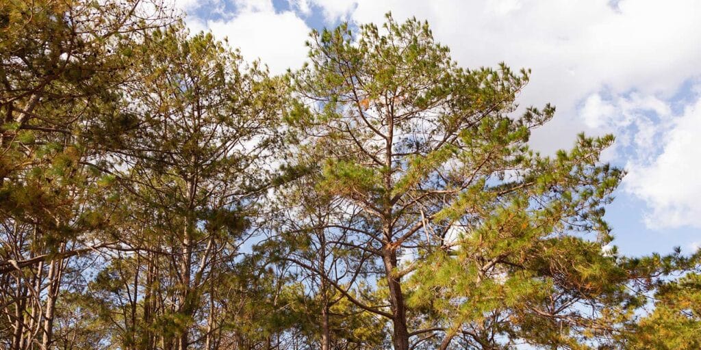 Genetic Decisions Drive Forest Yield and Value Production For The ...