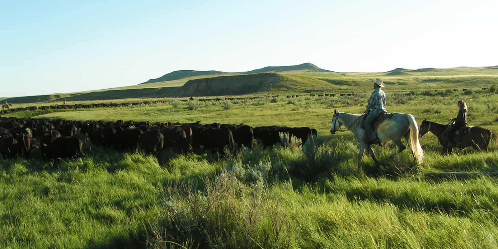Holistic Planned Grazing, Explained - LANDTHINK
