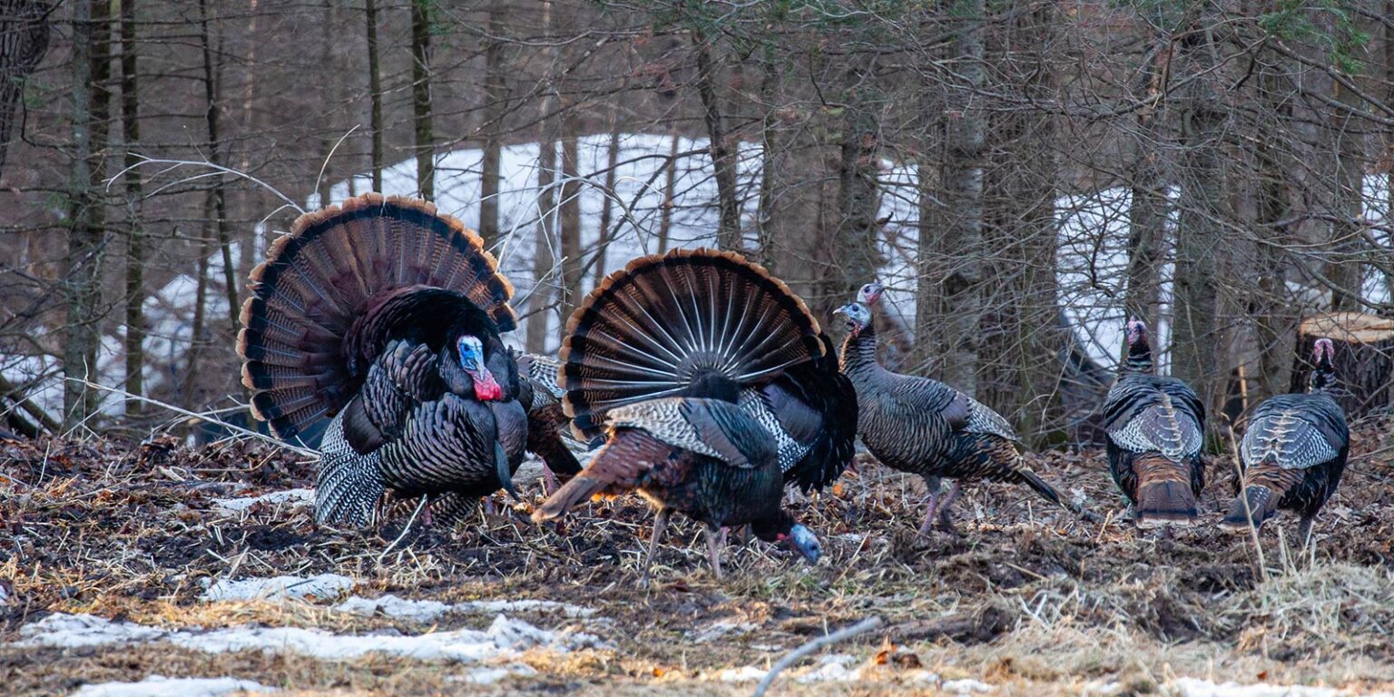 Improving Your Land for Turkey Season in the South - LANDTHINK