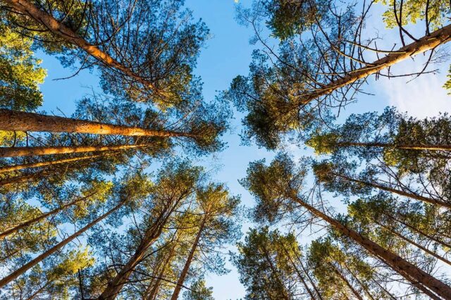 Why Invest in Hardwood Forests? - LANDTHINK