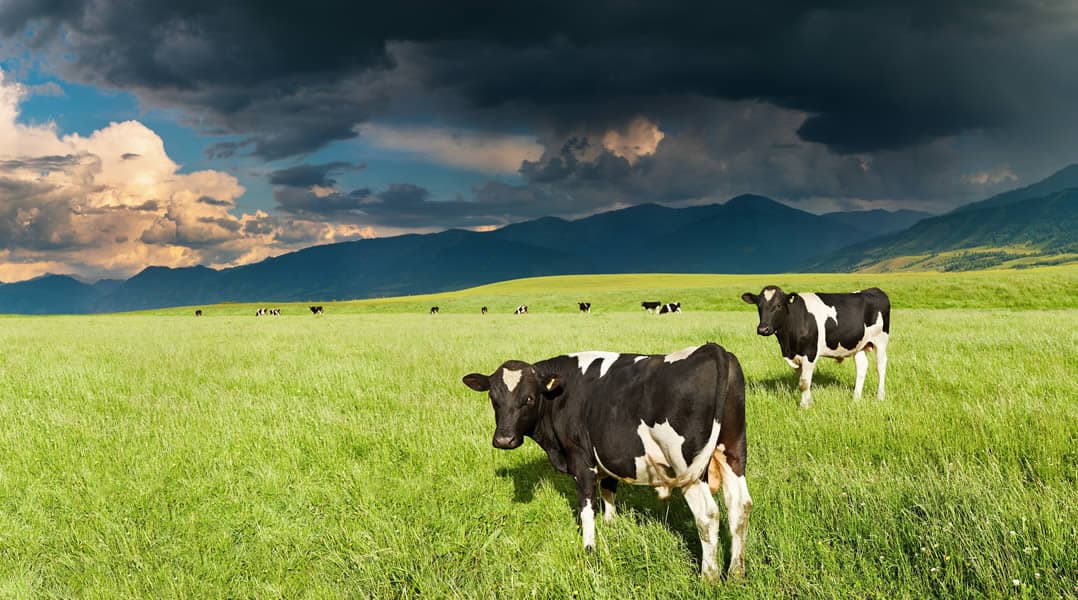 Keeping Your Animals Safe During Severe Weather - LANDTHINK