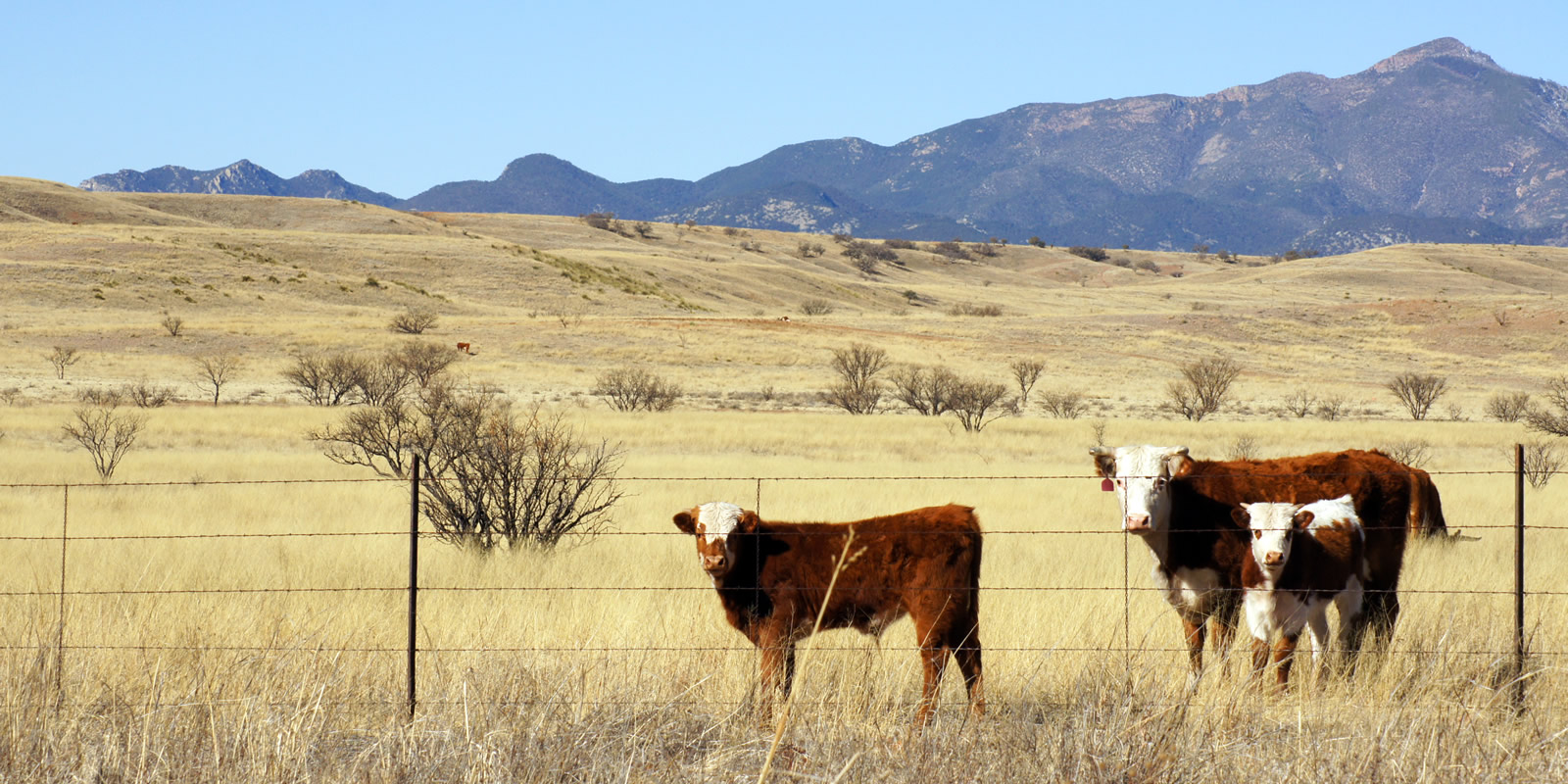 Key Tax Tips Every Rancher Should Know - LANDTHINK