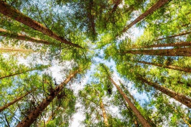 Fees Paid to Timberland Investment Managers: What the Data Tells Us ...