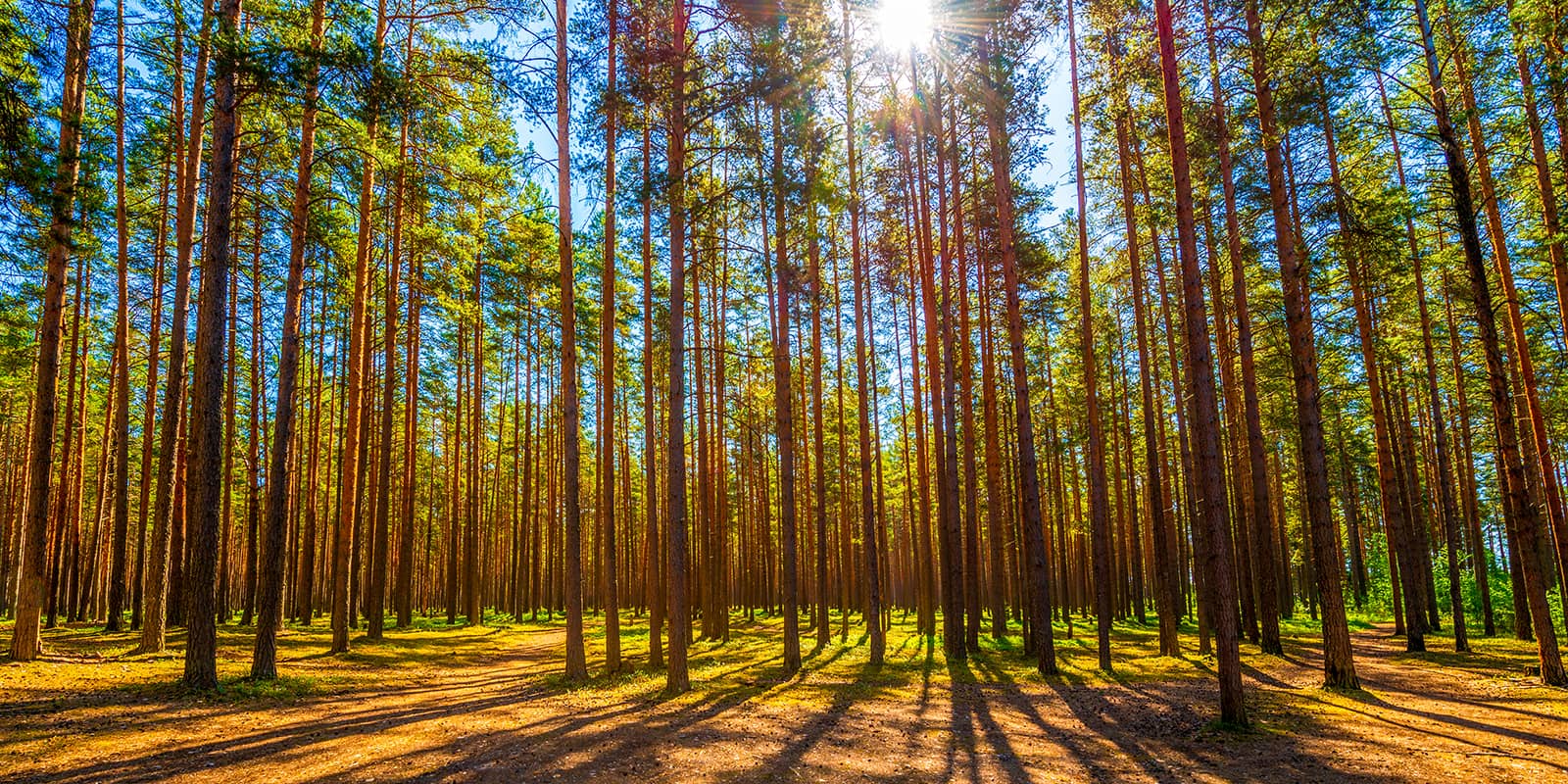 Thinking Big: Managing and Protecting Southern Forests with AI - LANDTHINK