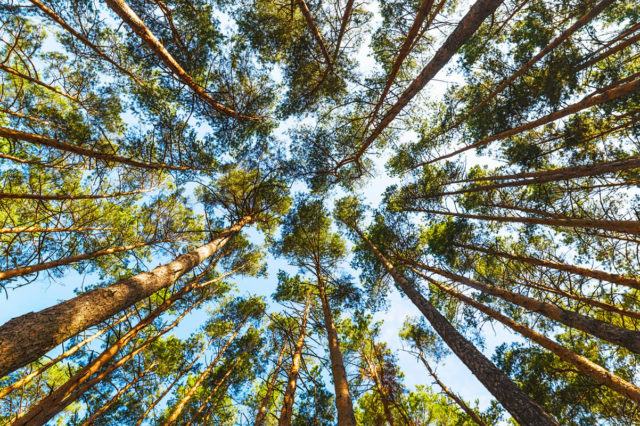 Softwood Lumber in North America and Timber in the Pacific Northwest ...