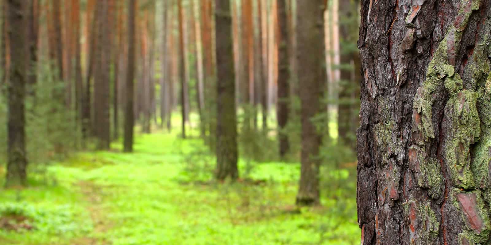 Revisiting President Trump and the Price of Timber in 2019 - LANDTHINK