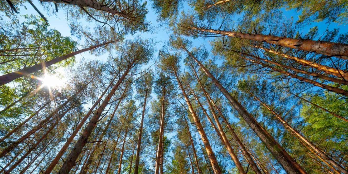 President Trump and the Price of U.S. Timber - LANDTHINK