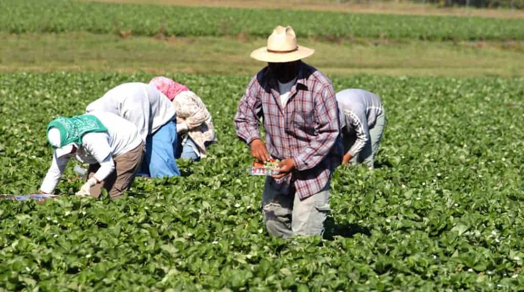 Pulse: Undocumented Immigrants is Not Solution to Labor Woes - LANDTHINK Pulse: Undocumented Immigrants is Not Solution to Labor Woes - LANDTHINK