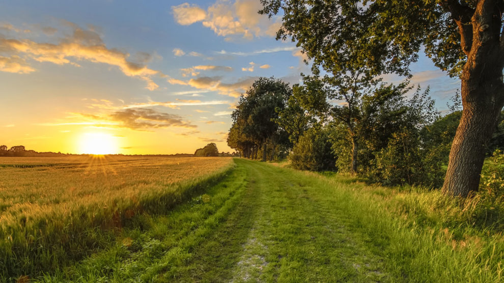 Planning a Timber Harvest on a WRP Tract - LANDTHINK