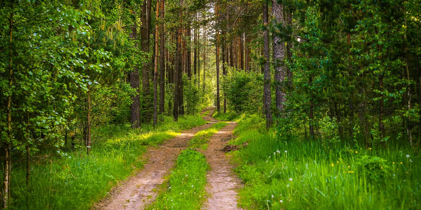 How A Long-Term Relationship With A Forester Benefits Landowners ...