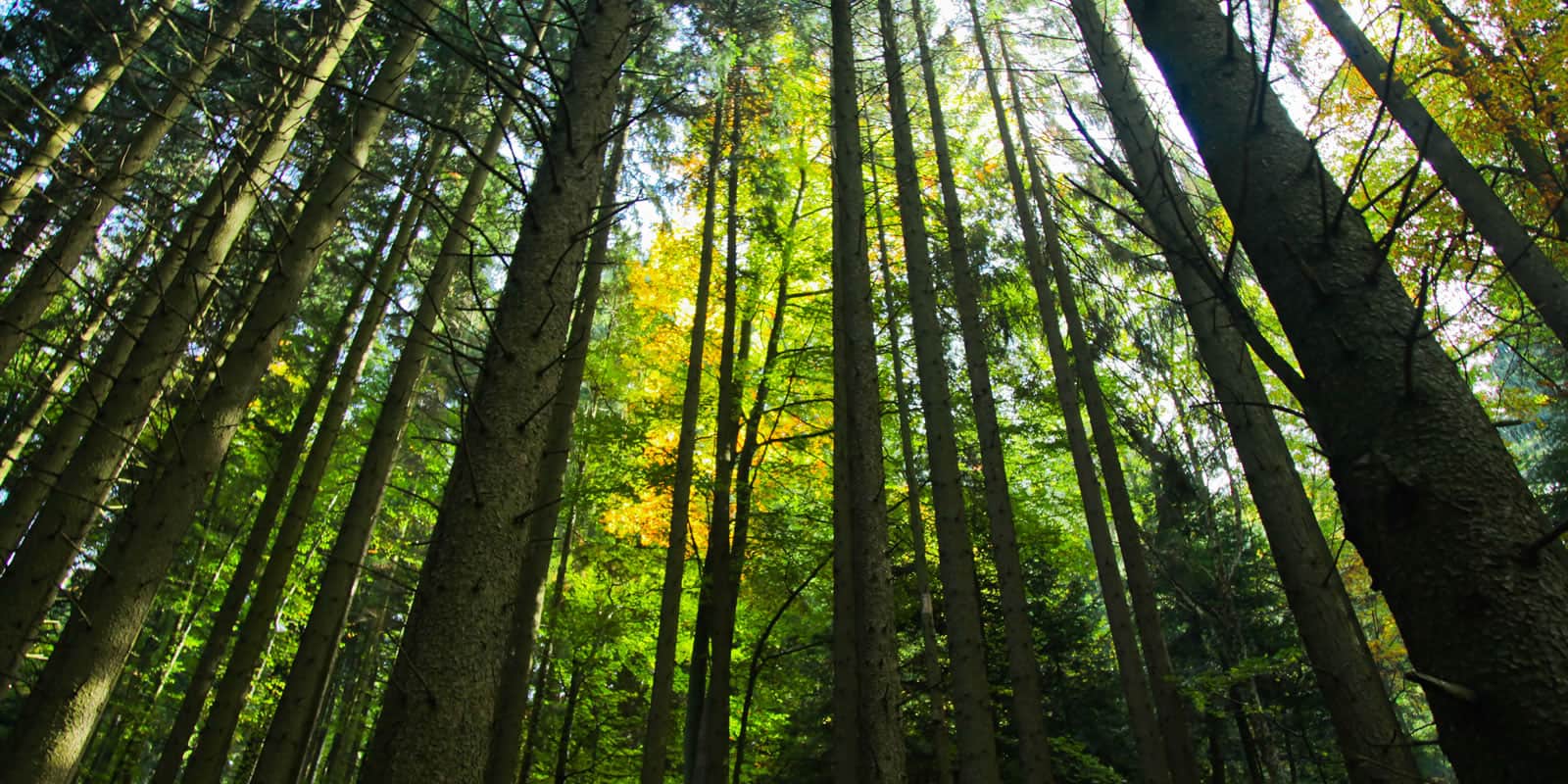 Smart Timber Harvesting on a Property Requires Planning - LANDTHINK