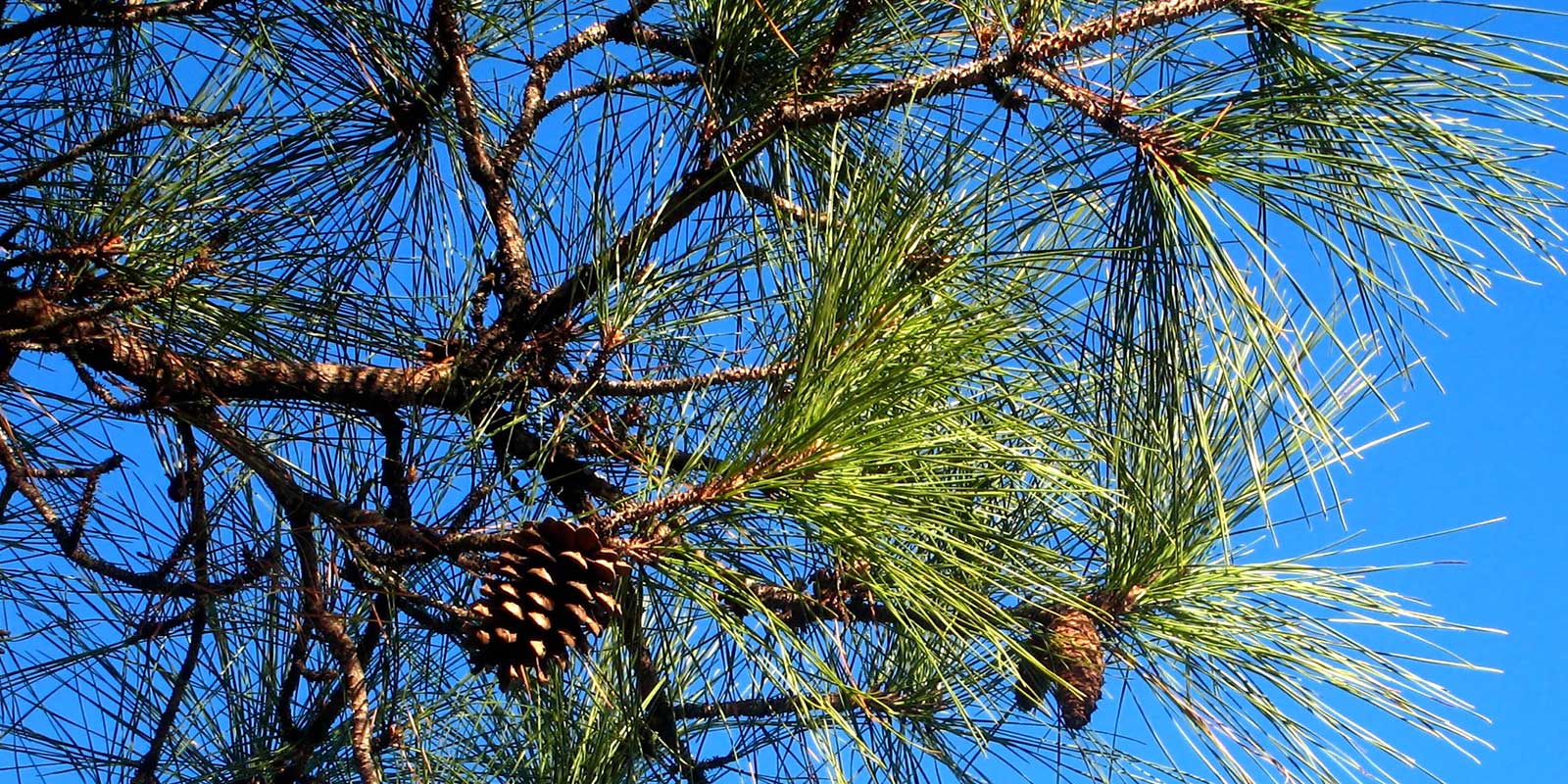 Successful Investment and Management of Pine Plantations - LANDTHINK