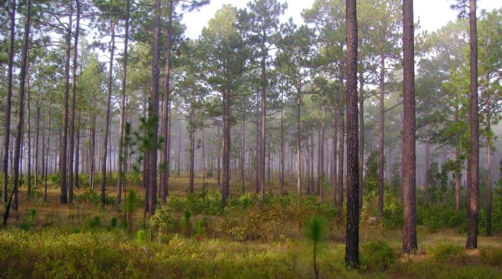 The Legacy of Longleaf Pine - LANDTHINK