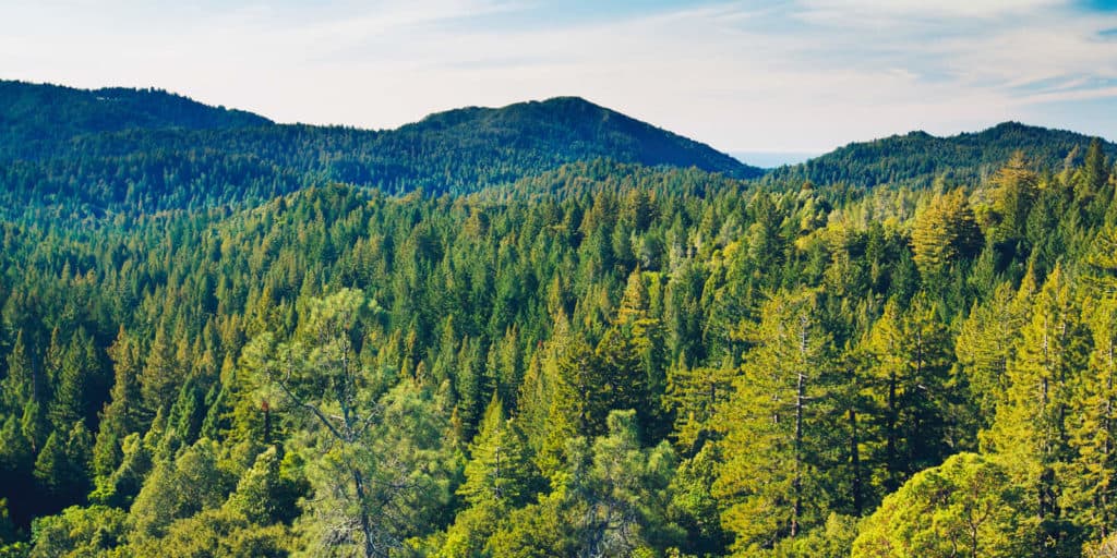 Timberland Discount Rates and Wood Bioenergy Markets - LANDTHINK