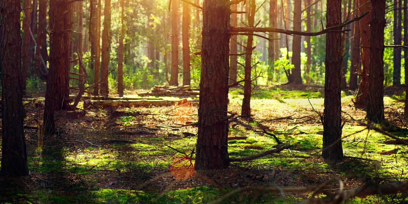 Timberland Meets Recreation - LANDTHINK