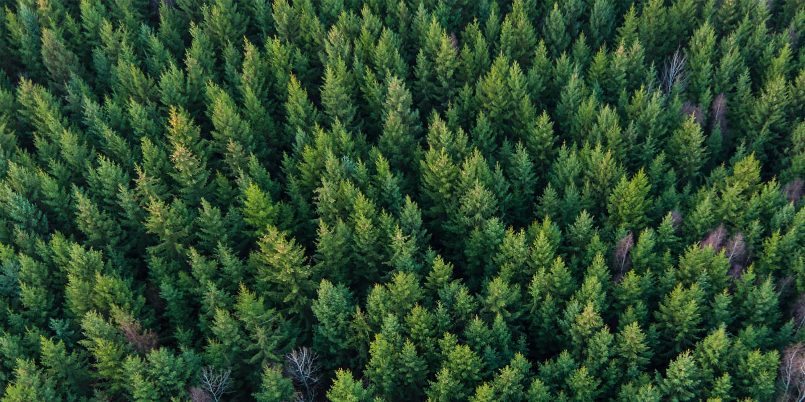 Timberland Ownership and Management in North America: 2017 Update ...