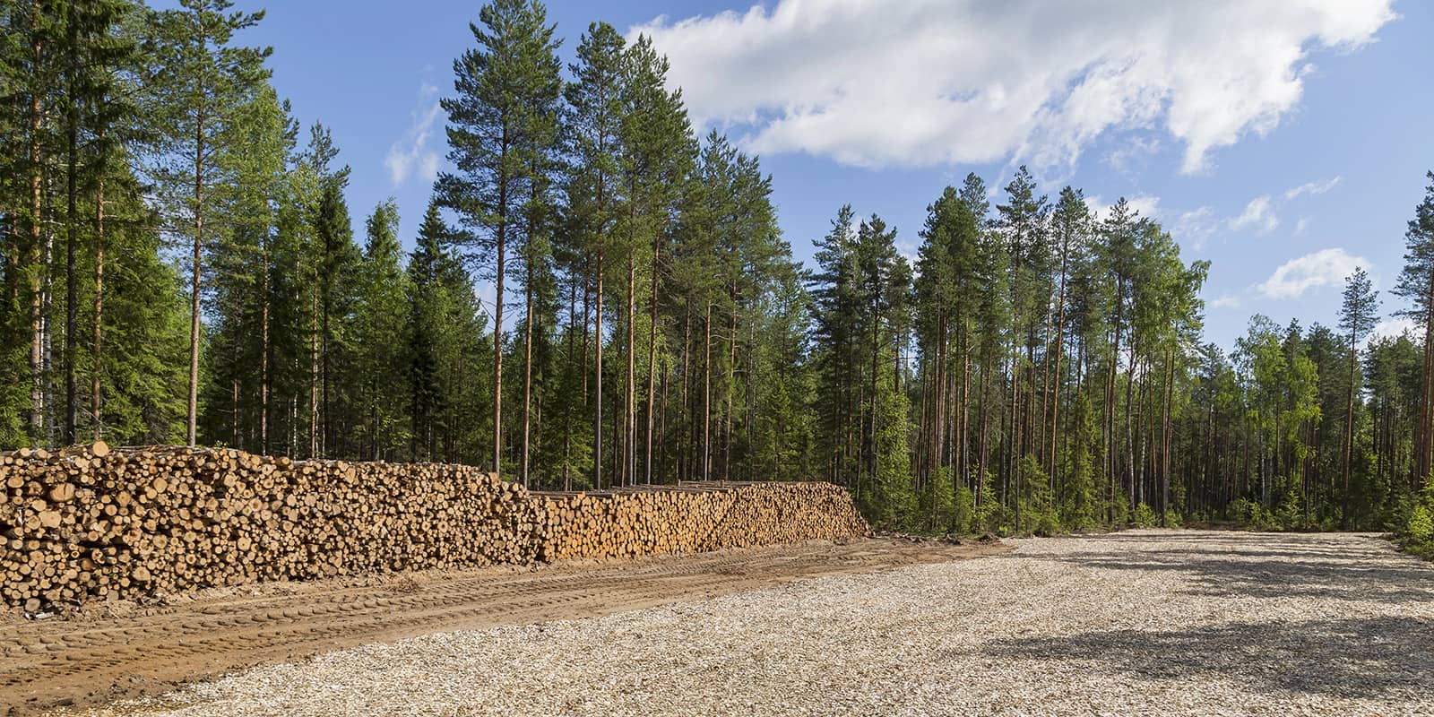 Tips for a Successful Timber Harvest - LANDTHINK