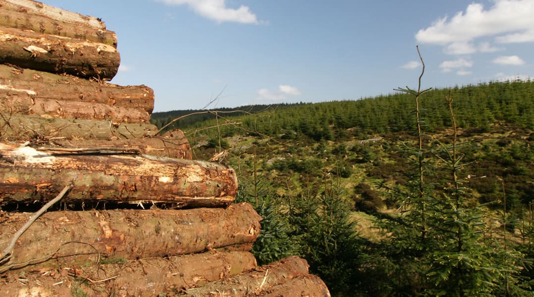 Tips for Evaluating Timber Forecasts - LANDTHINK