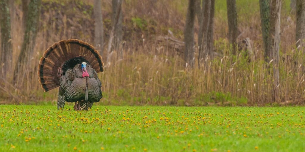 Time for Turkey Season: Here's What Hunters Need to Know - LANDTHINK
